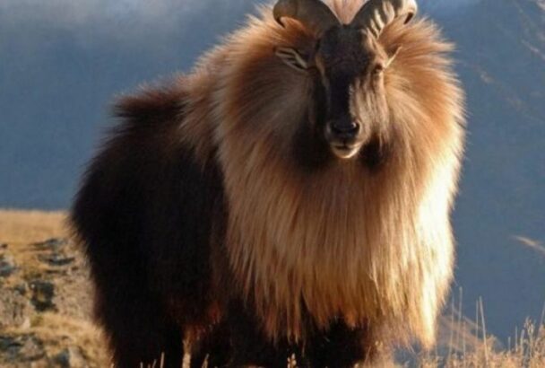 15 Fascinating Facts About the Himalayan Tahr Wild Goats