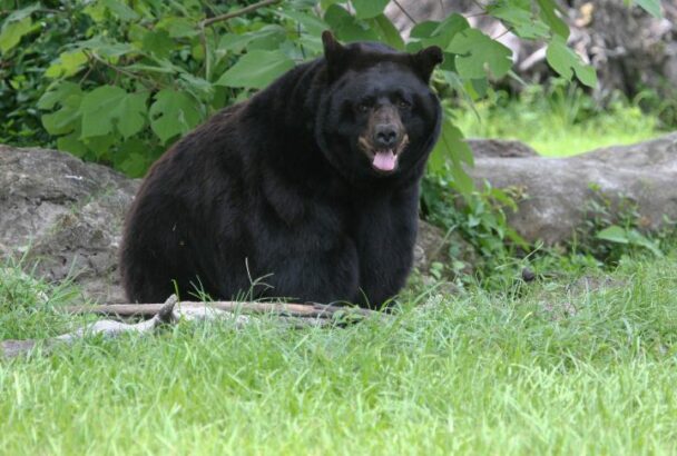 15 Dangerous Animals Lurking in the Florida Everglades