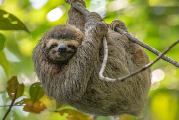 15 Animals Who Are Surprisingly Gentle