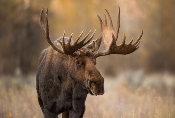 15 Common Myths About North American Moose Debunked