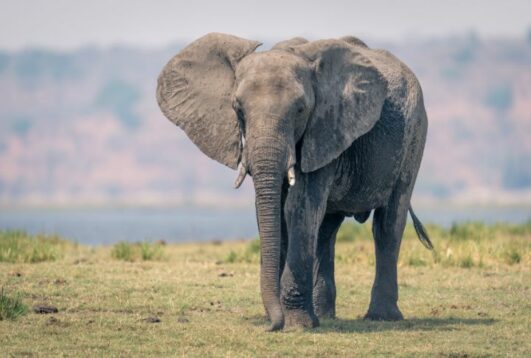 15 Animals Who Are Surprisingly Gentle