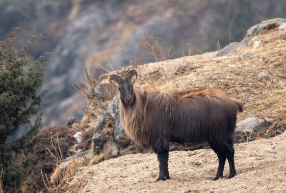 15 Fascinating Facts About the Himalayan Tahr Wild Goats