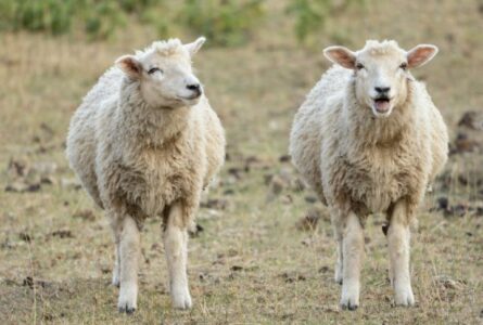 15 Animals Who Are Surprisingly Gentle