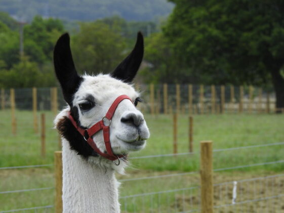 Llamas vs. Alpacas - What's the Difference?