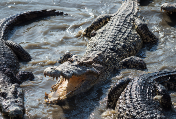 15 Dangerous Animals Lurking in the Florida Everglades