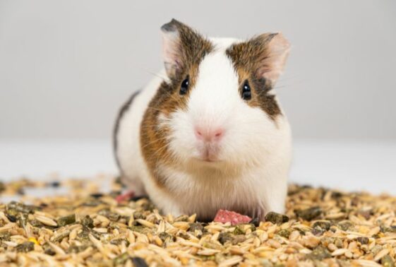 15 Animals Who Are Surprisingly Gentle