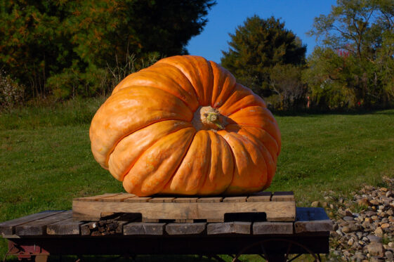 15 of The Largest Fruits In The World