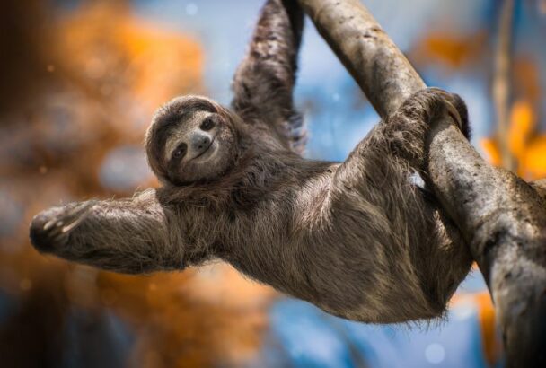 15 Animals Who Are Surprisingly Gentle