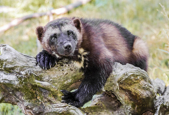 Top 10 States With The Most Wolverines