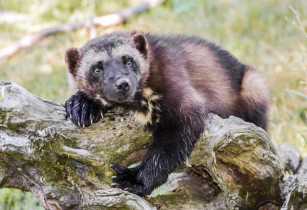 Top 10 States With The Most Wolverines