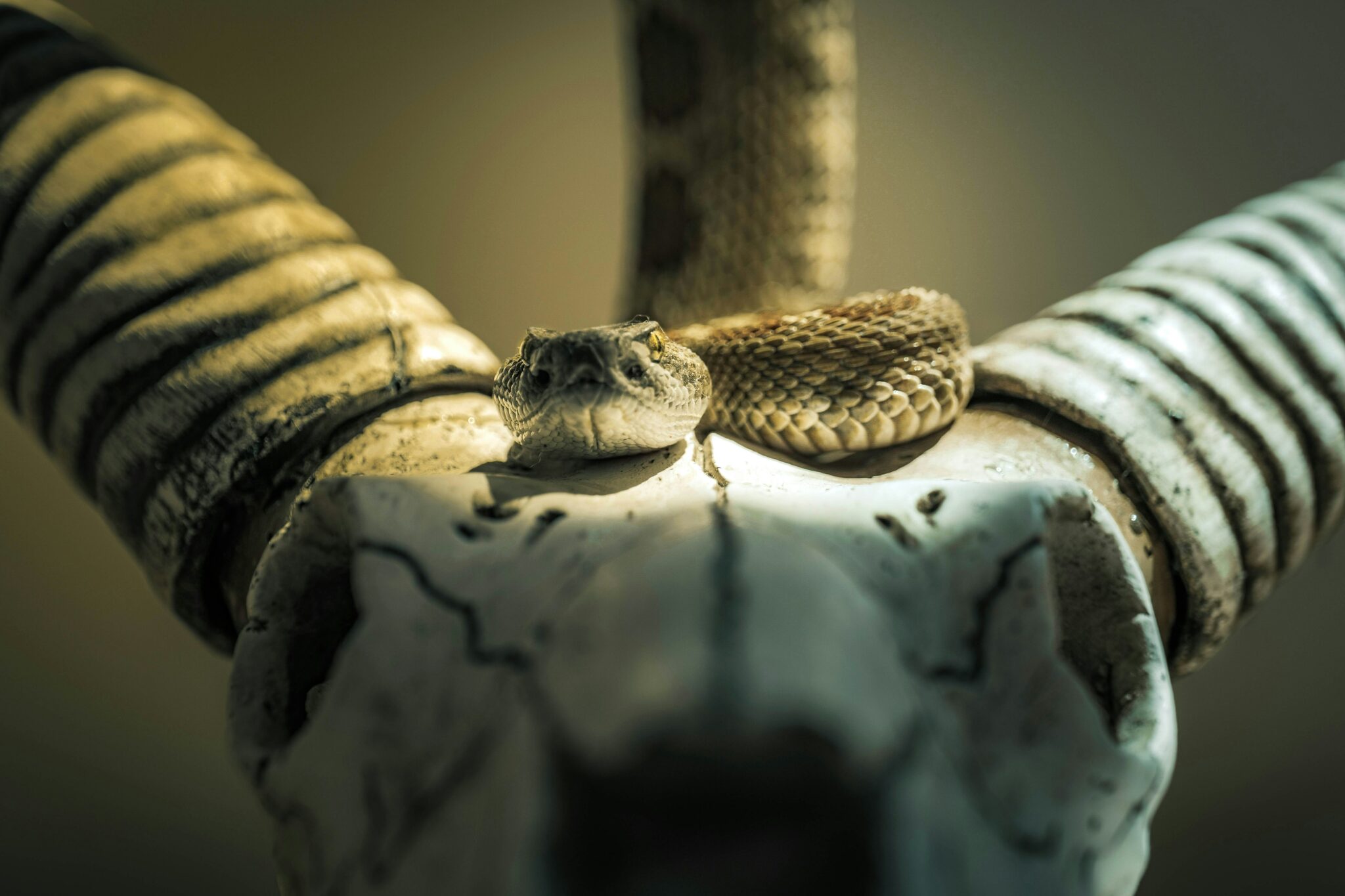 Rattlesnake vs Cottonmouth: 15 Essential Differences & Facts To Know