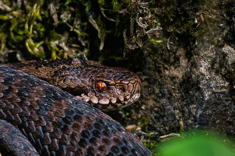 Rattlesnake vs Cottonmouth: 15 Essential Differences & Facts To Know