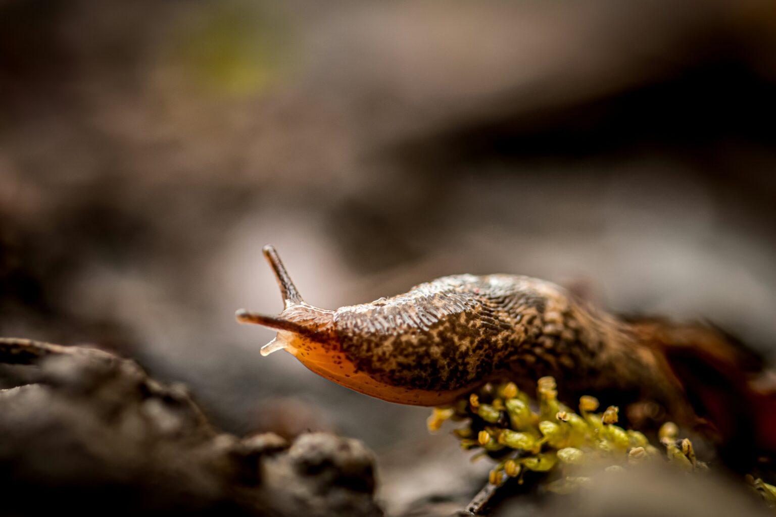 10 Plants Slugs Love To Eat & 5 Ways To Keep Them Off