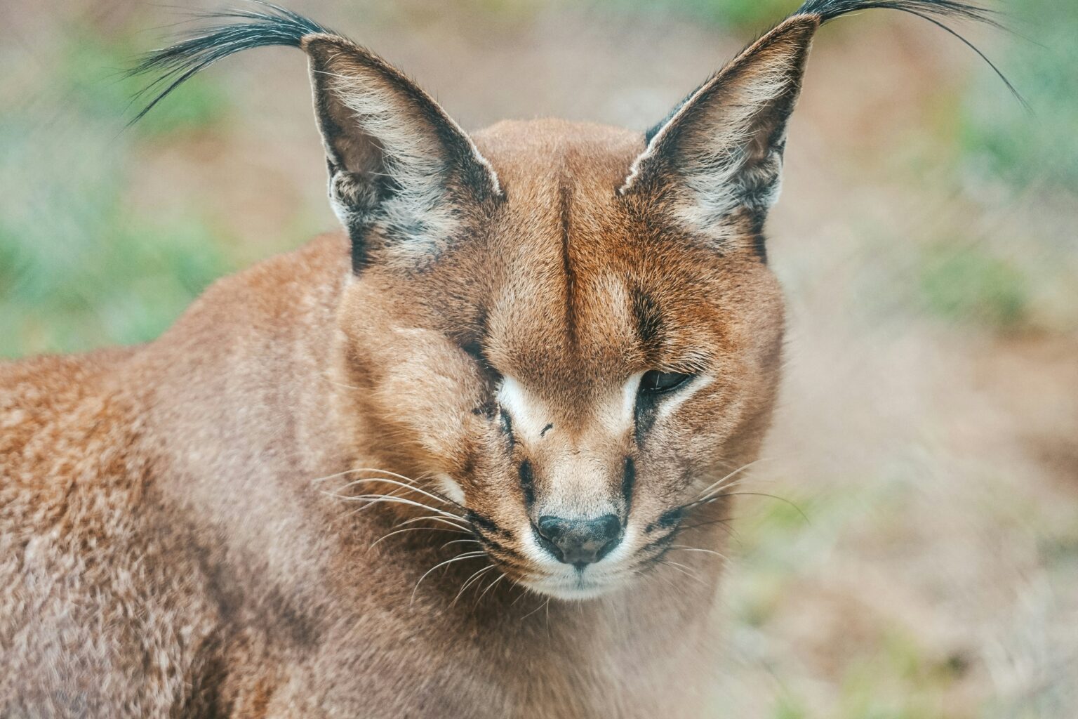 15 Amazing Mountain Lion Facts