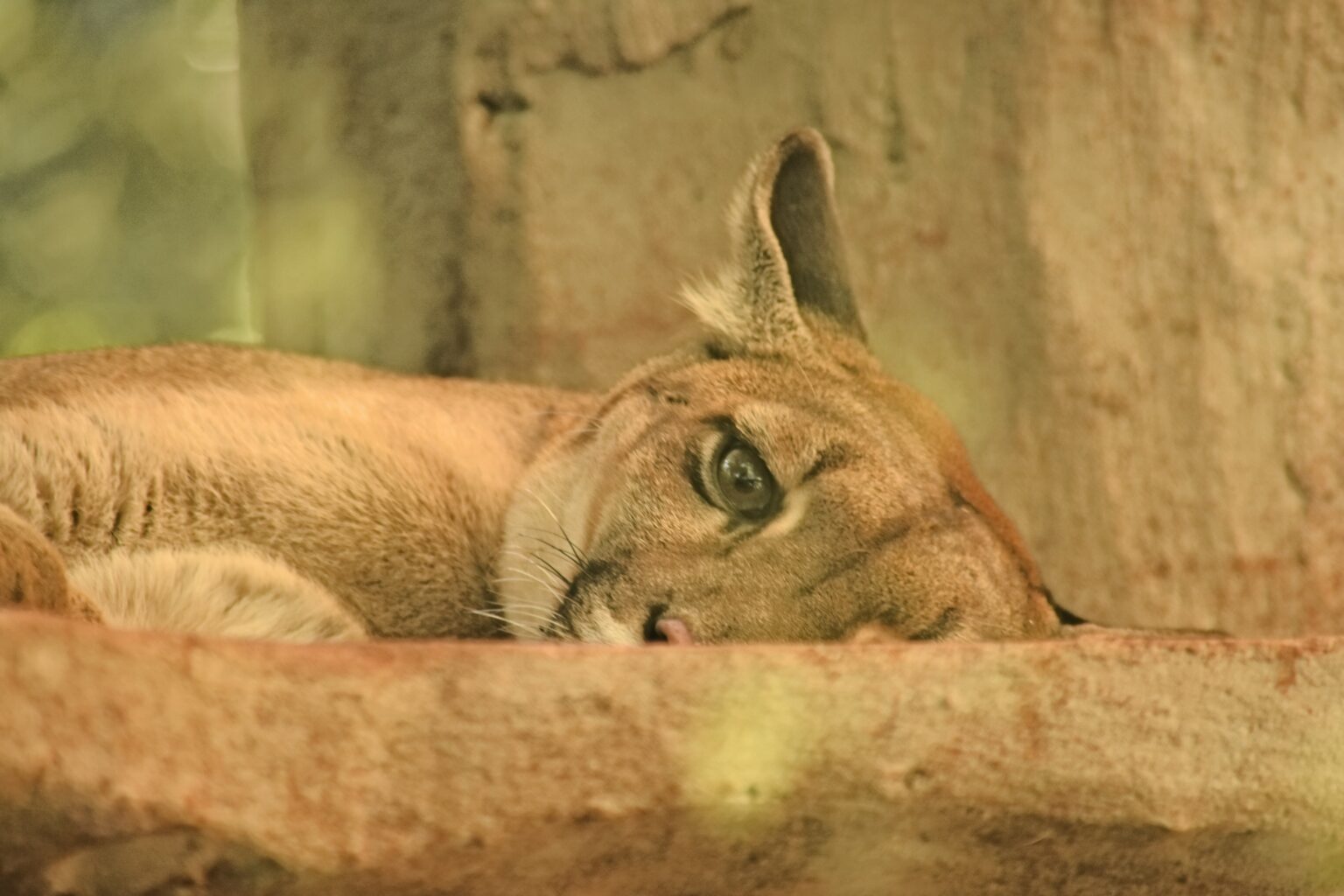 15 Amazing Mountain Lion Facts