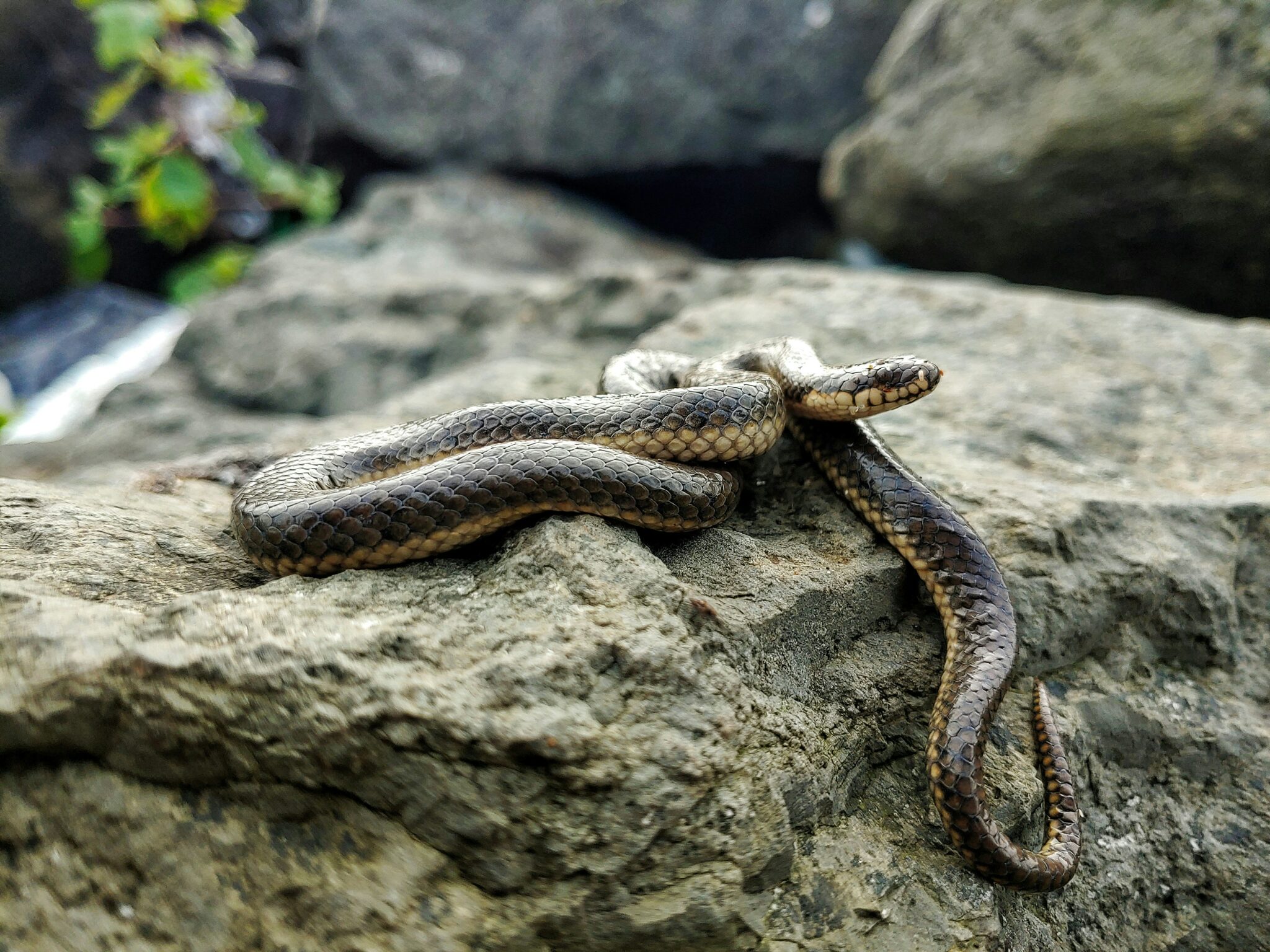 Rattlesnake vs Cottonmouth: 15 Essential Differences & Facts To Know