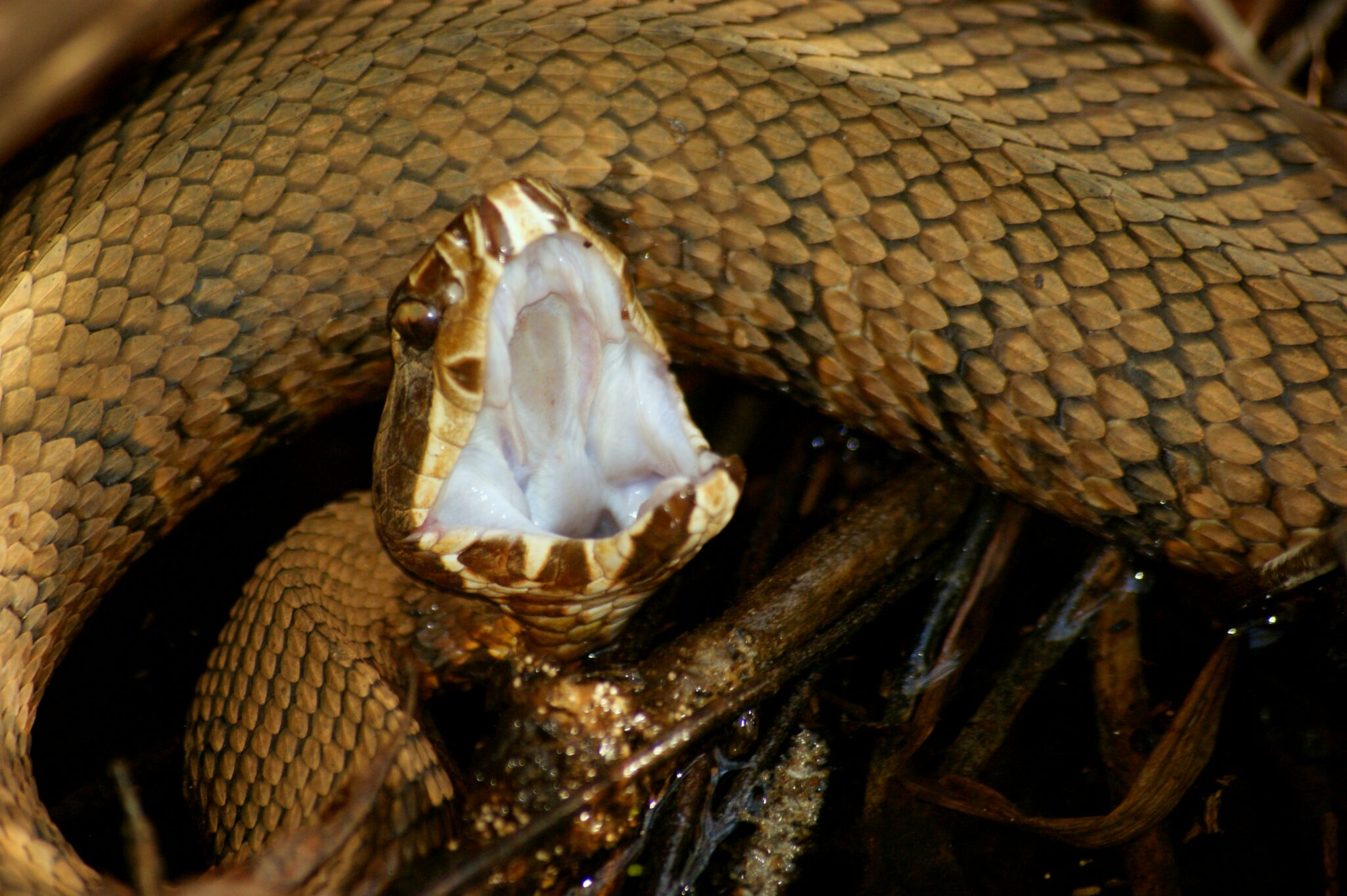Rattlesnake vs Cottonmouth: 15 Essential Differences & Facts To Know