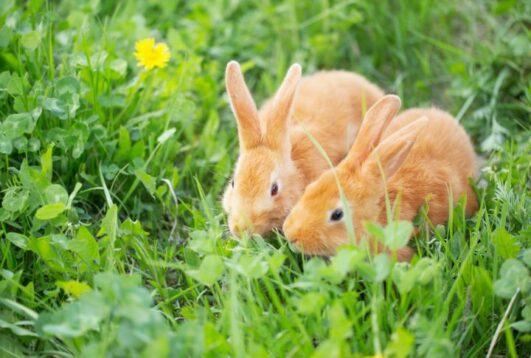 10 Little-Known Facts About Bunnies
