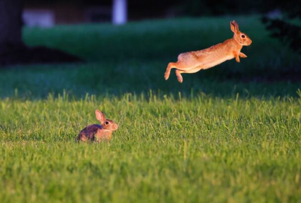 10 Little-Known Facts About Bunnies