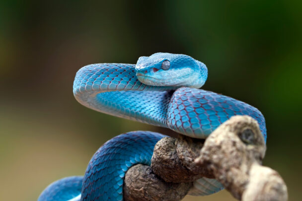 50 Most Terrifying Animals in Every American State