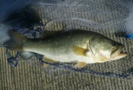 Official State Fish Of 30 American States