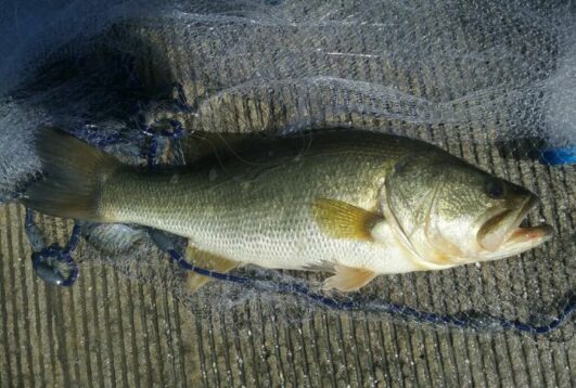 Official State Fish Of 30 American States