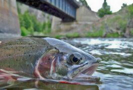 Official State Fish Of 30 American States