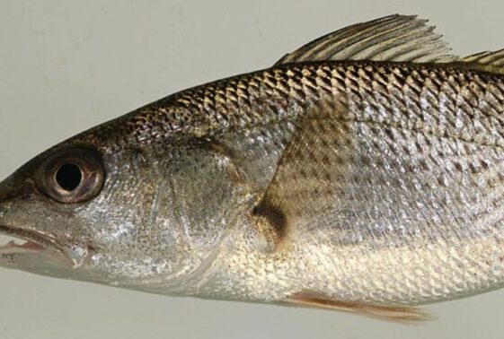 Official State Fish Of 30 American States