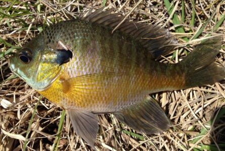 Official State Fish Of 30 American States