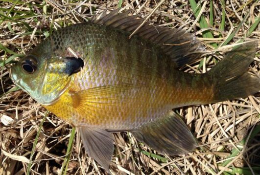 Official State Fish Of 30 American States