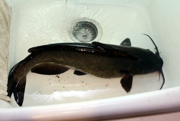 Official State Fish Of 30 American States