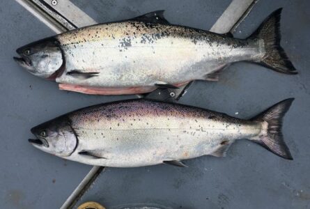 Official State Fish Of 30 American States