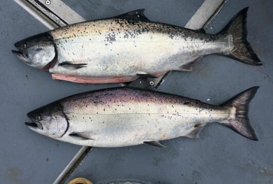 Official State Fish Of 30 American States