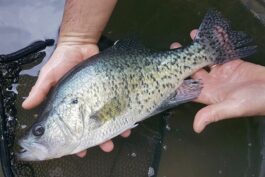 Official State Fish Of 30 American States