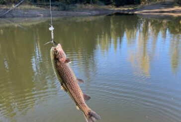 Official State Fish Of 30 American States
