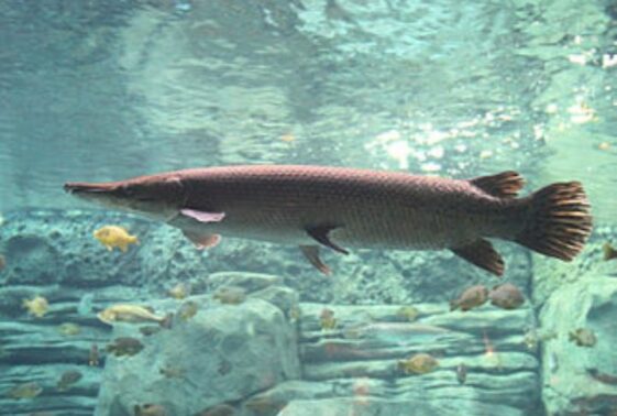 Official State Fish Of 30 American States