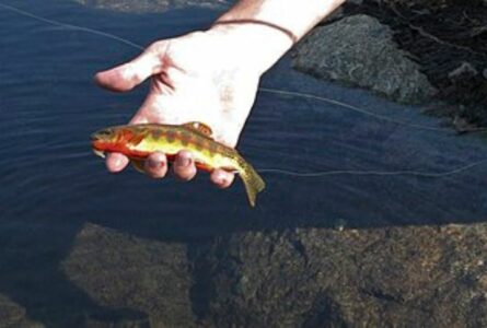 Official State Fish Of 30 American States