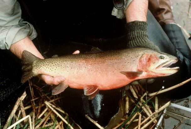 Official State Fish Of 30 American States
