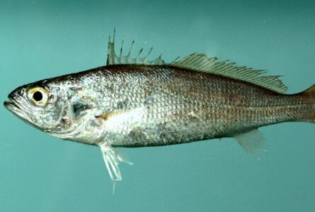 Official State Fish Of 30 American States
