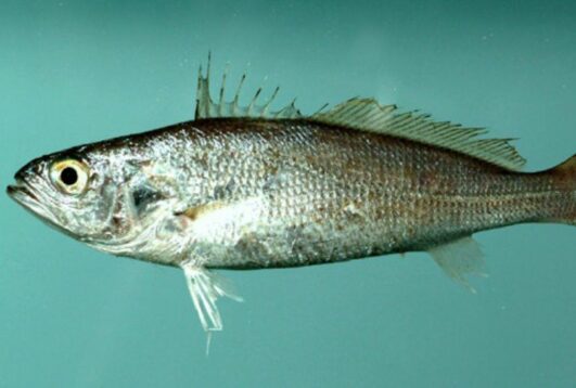 Official State Fish Of 30 American States