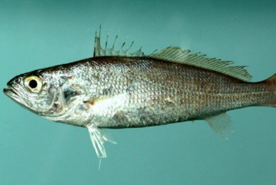 Official State Fish Of 30 American States