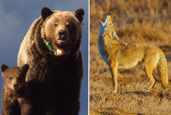 Best Wildlife Viewing Spots Across the U.S. for Every Explorer