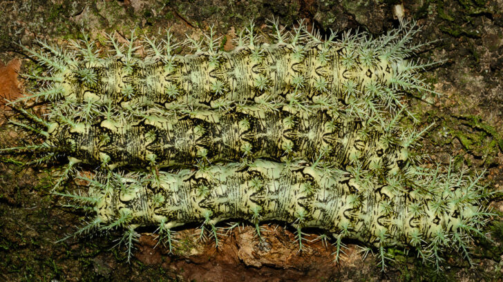 15 Insects You'll Never Want to Encounter in the Wild (or in Your Home)