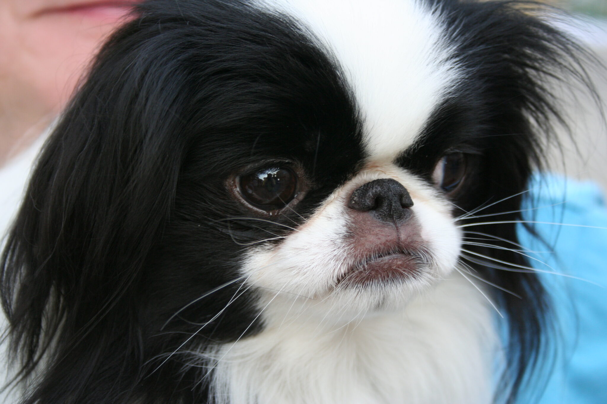 15 Underrated Dog Breeds You Should Know About