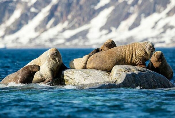 30 Animals Struggling to Survive the Warming Planet